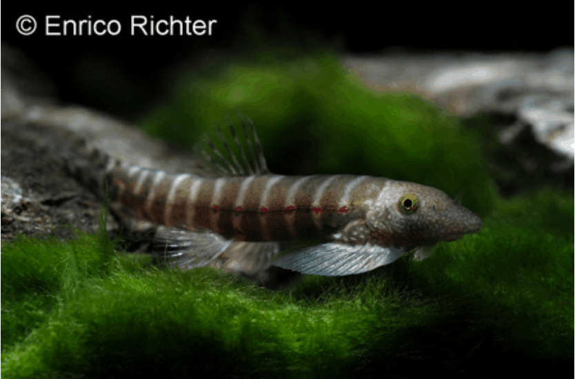 Erromyzon cf. sinensis „ER02“ - Rotpunkt-Flossensauger