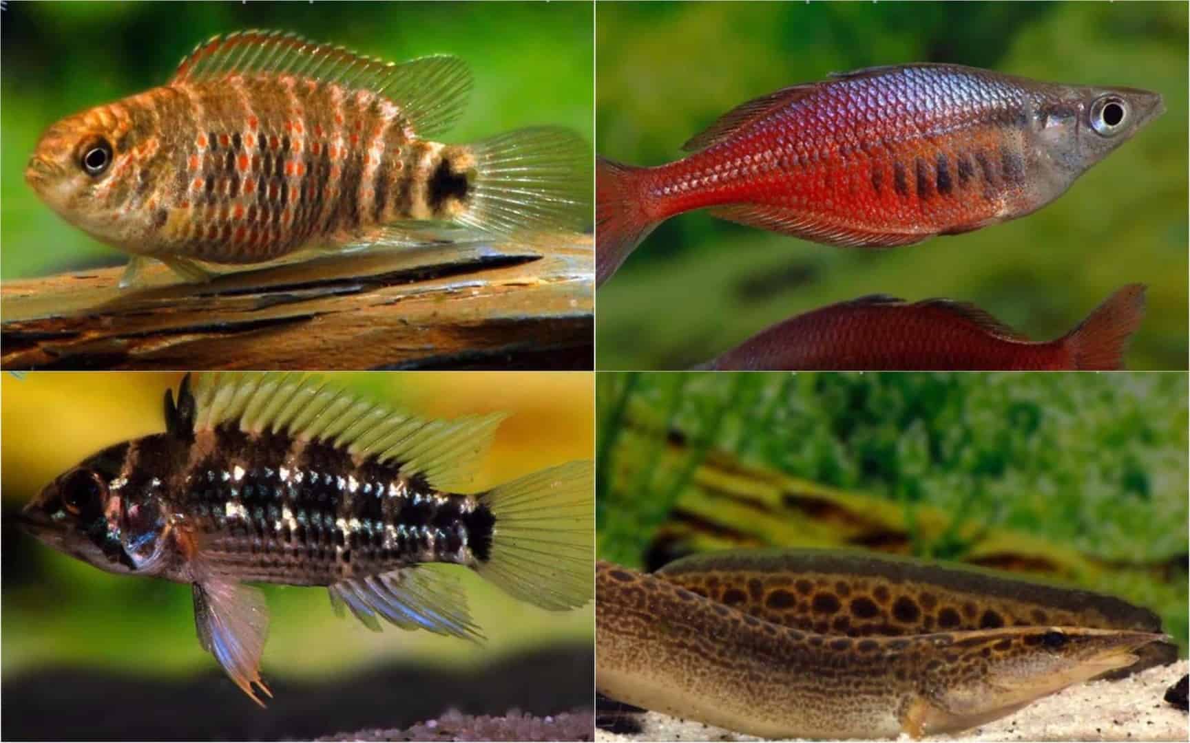 Raritäten & Neuimporte im Fokus 234