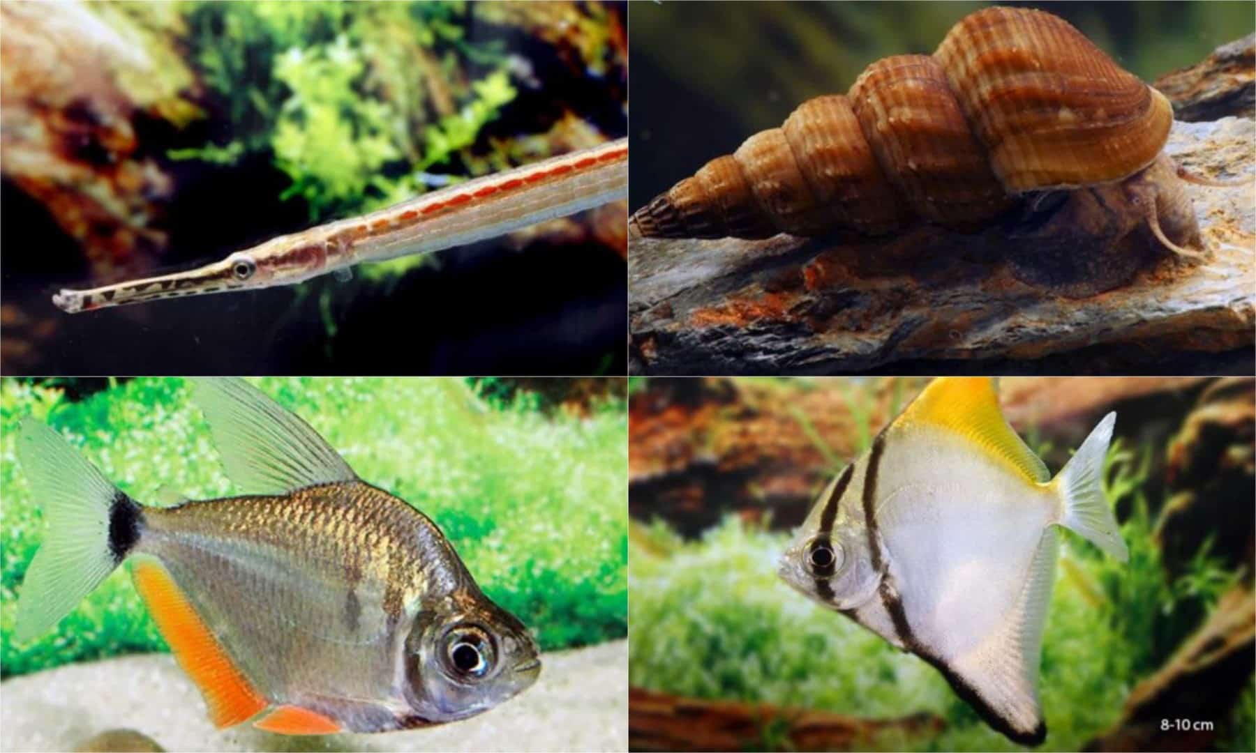 Raritäten & Neuimporte im Fokus 285