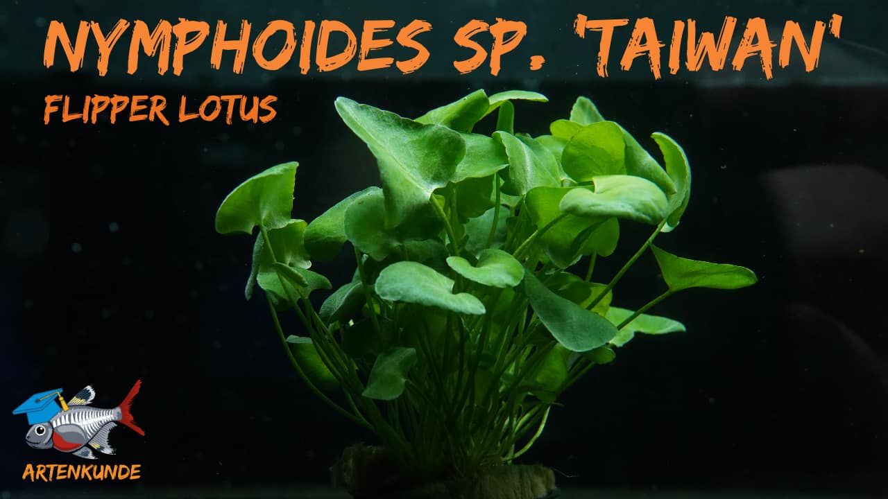 AQUaddicted! - Video Tipp: Die Flipper Lotus im Portrait