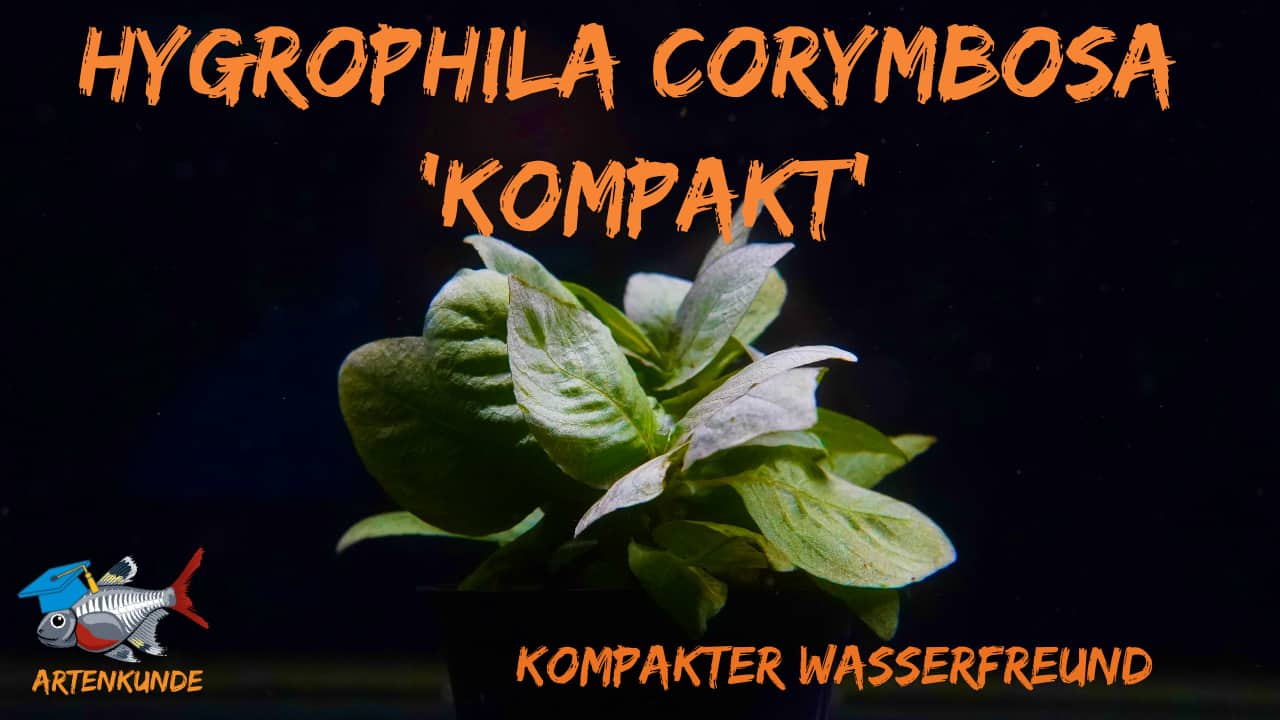 AQUaddicted! - Video Tipp: Der Kompakte Wasserfreund im Portrait
