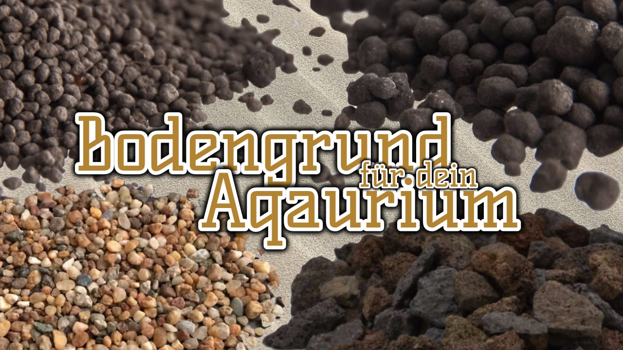 AQUaddicted! - Video Tipp: Der beste Bodengrund für dein Aquarium