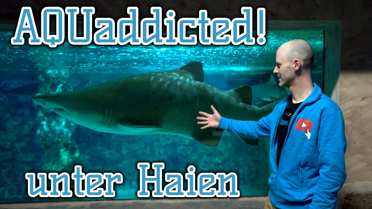 AQUaddicted! - Video Tipp: Hinter den Kulissen eines Meeresaquariums 1/2