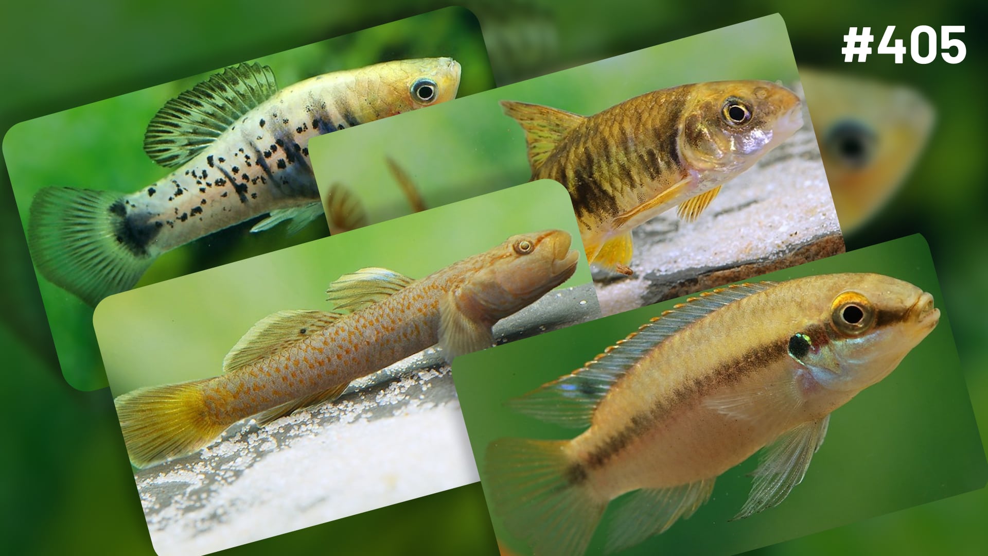 Raritäten & Neuimporte im Fokus 405