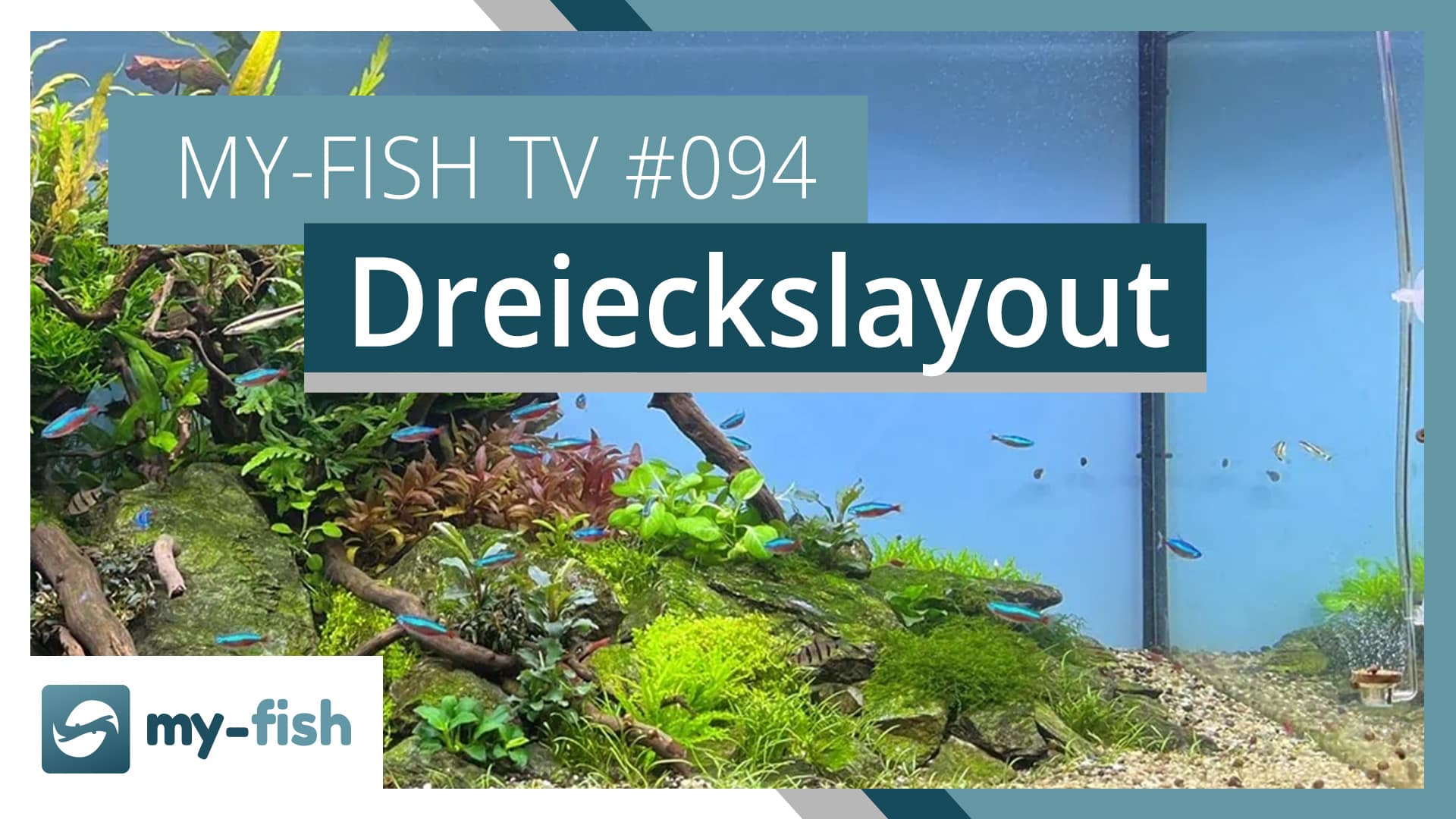 my-fish TV #094: Typische Aquariumlayouts: Das Dreieck - my-fish - Aus ...