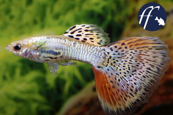 Franky Friday: Trist grau oder knallbunt? Fische im Aquarium