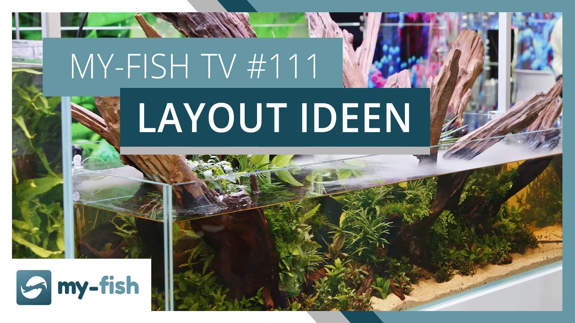 my-fish TV #111: Klassische Hardscape-Konzepte - Iwagumi, Ryoboku & Co.