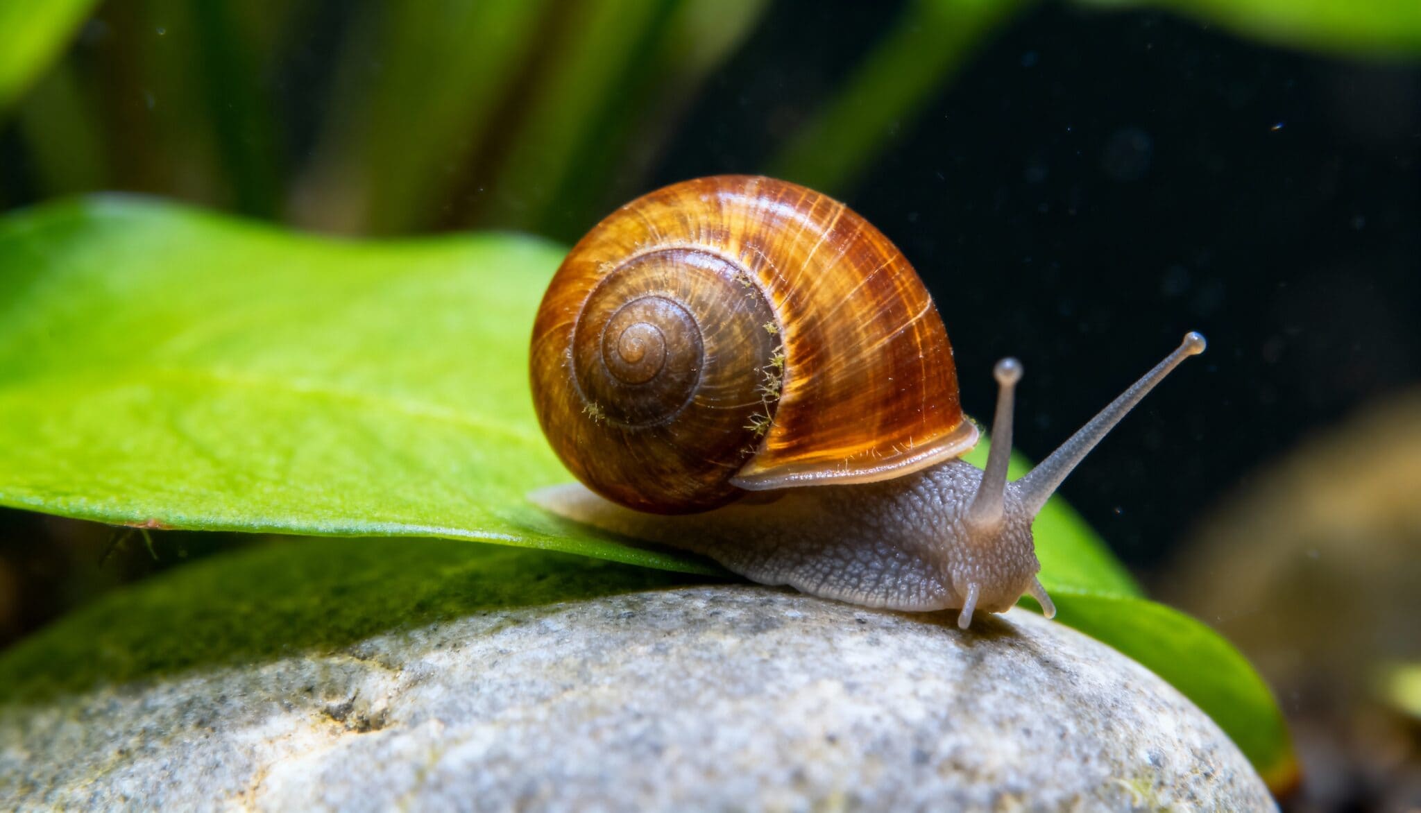 Schnecken im Aquarium: Algenbekämpfung, Bodengrundpflege & Vermehrung ...
