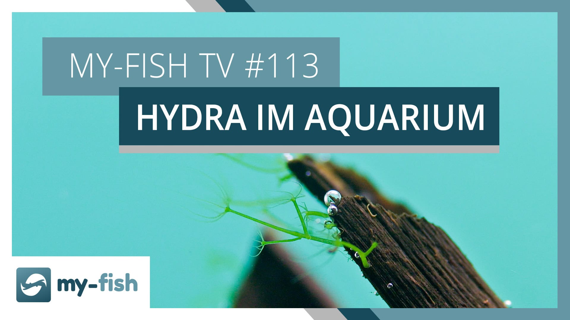 Hydra - Die Koralle der Süßwasseraquaristik | my-fish TV #113