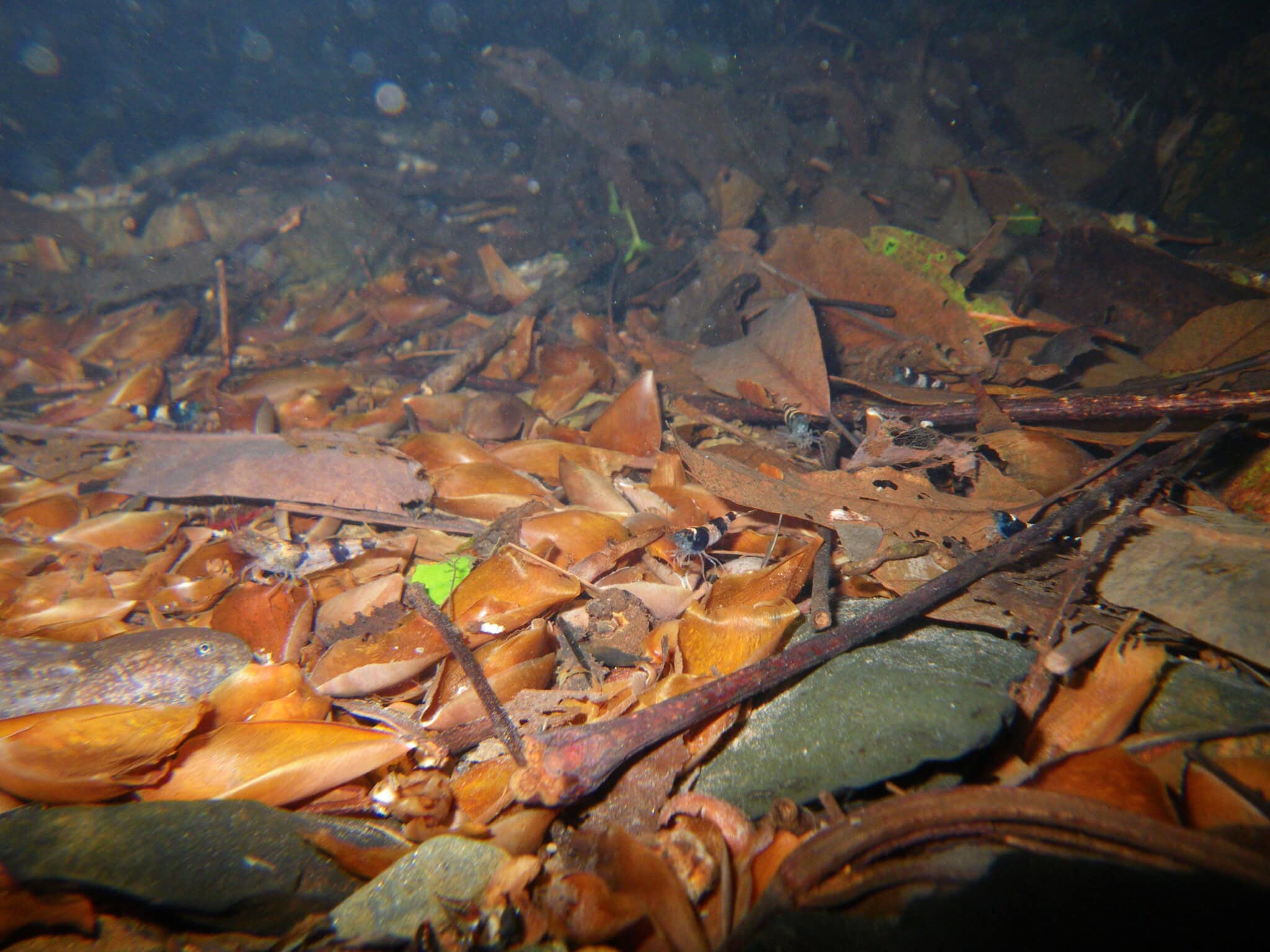 Faszination Aquaristik: Braunes Laub – Das Naturwunder für gesunde ...