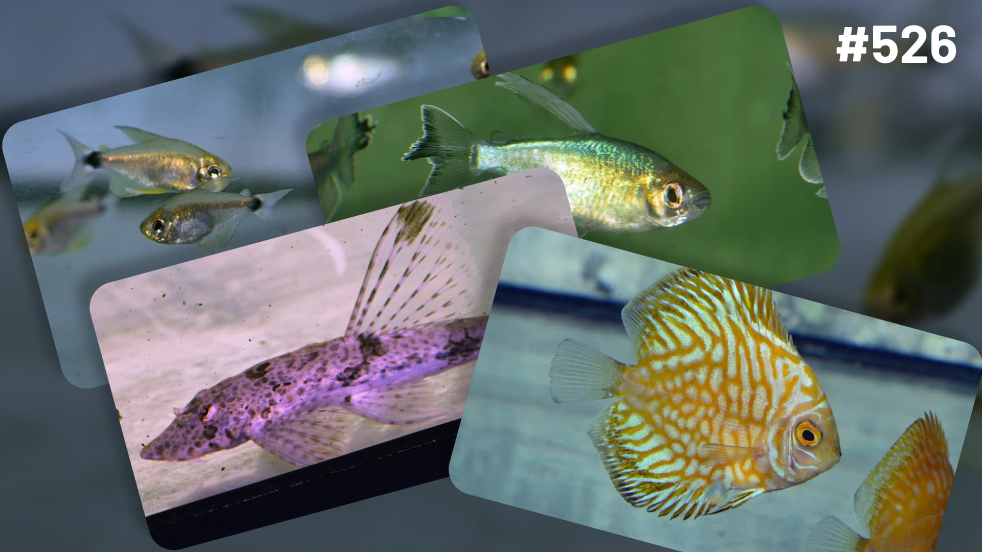 Raritäten und Neuimporte im Fokus Vol. 526