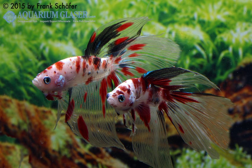 Nieuw in Nederland, Betta splendens "Koi"