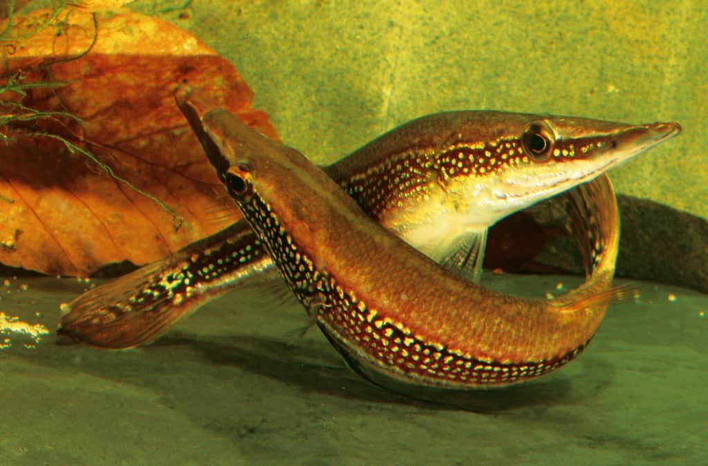 Luciocephalus aura – die schnellen Jäger - my-fish - Aus Freude an der ...