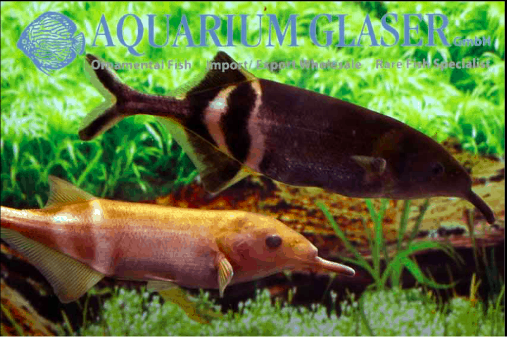 Gnathonemus petersii - Elefantenrüsselfisch - my-fish - Aus Freude an ...