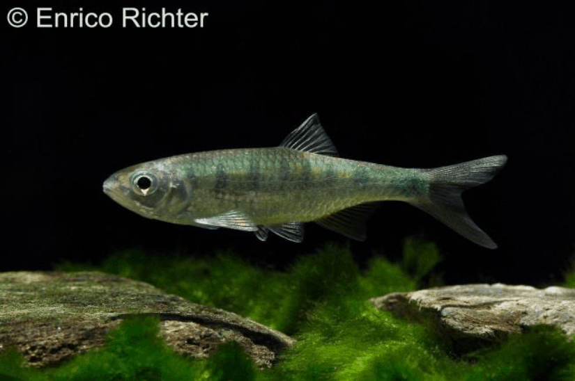 Opsarius koratensis - Mondschein-Gebirgsbärbling - my-fish - Aus Freude ...