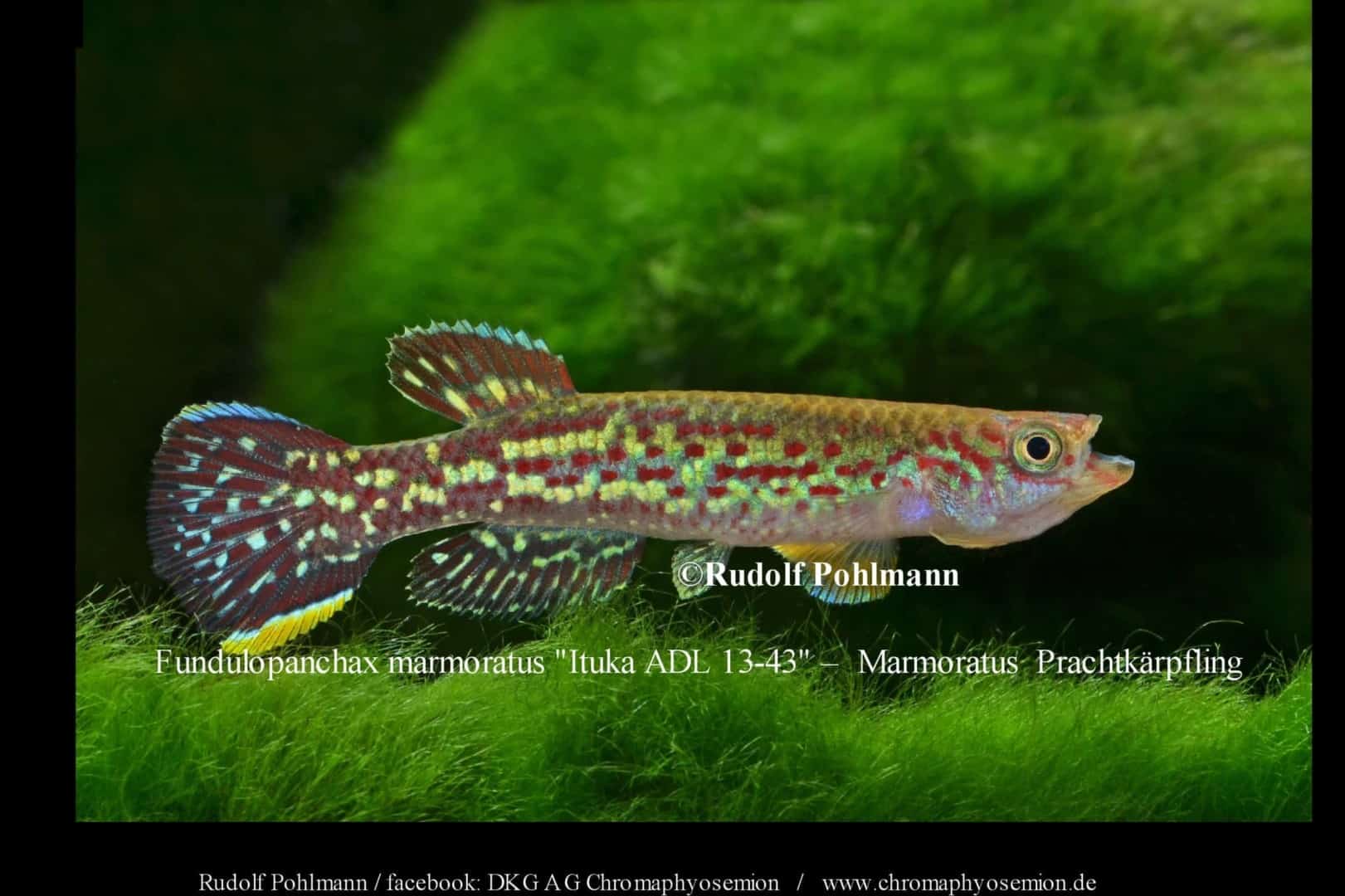 Fundulopanchax marmoratus – Marmoratus Prachtkärpfling - my-fish - Aus ...