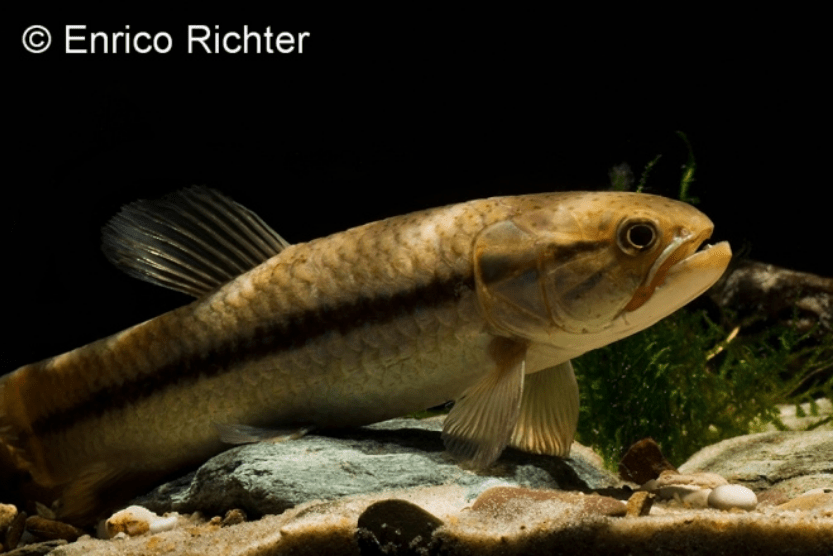 Hoplerythrinus unitaeniatus - Längsband-Raubsalmler - my-fish - Aus ...