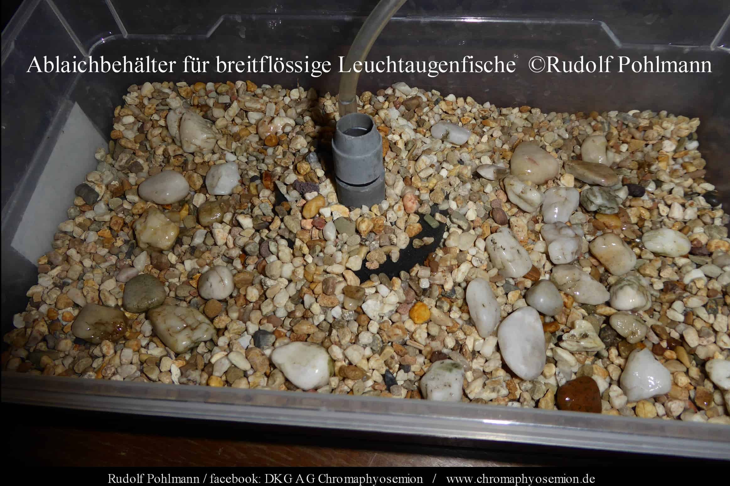 Procatopus similis – Similis breitflössiger Leuchtaugen - my-fish - Aus ...