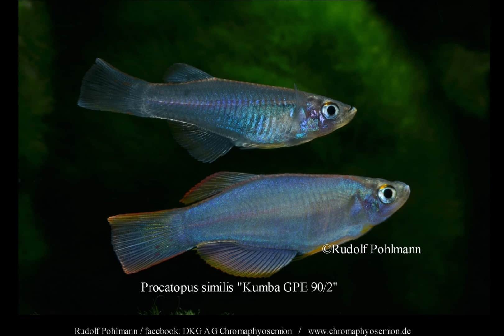 Procatopus similis – Similis breitflössiger Leuchtaugen - my-fish - Aus ...