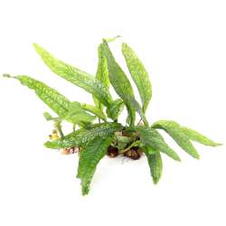 Microsorum pteropus ´Philippine´ - my-fish - Aus Freude an der Aquaristik