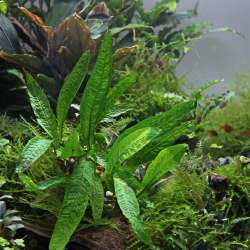 Microsorum pteropus ´Philippine´ - my-fish - Aus Freude an der Aquaristik