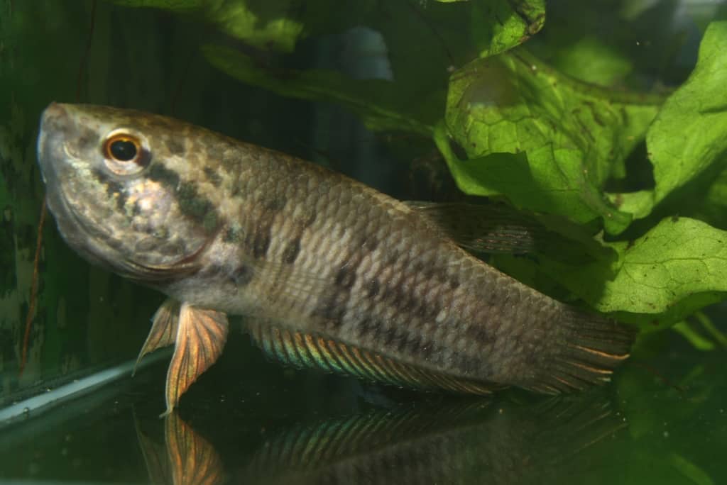 Betta prima KOTTELAT, 1994 - my-fish - Aus Freude an der Aquaristik