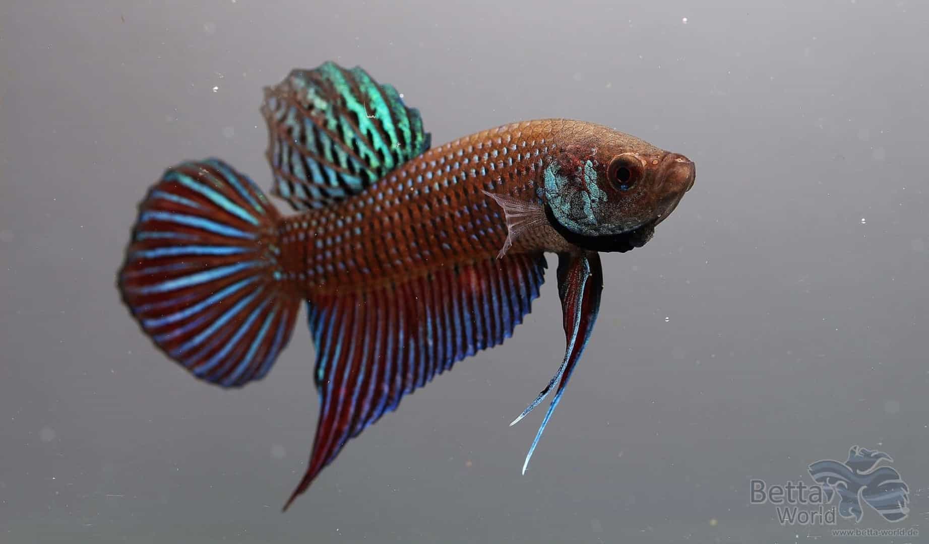 Mahachai-Kampffisch - Betta Mahachaiensis - my-fish - Aus Freude an der ...