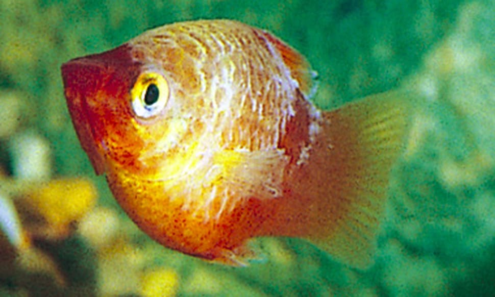 Krankheiten - my-fish - Aus Freude an der Aquaristik