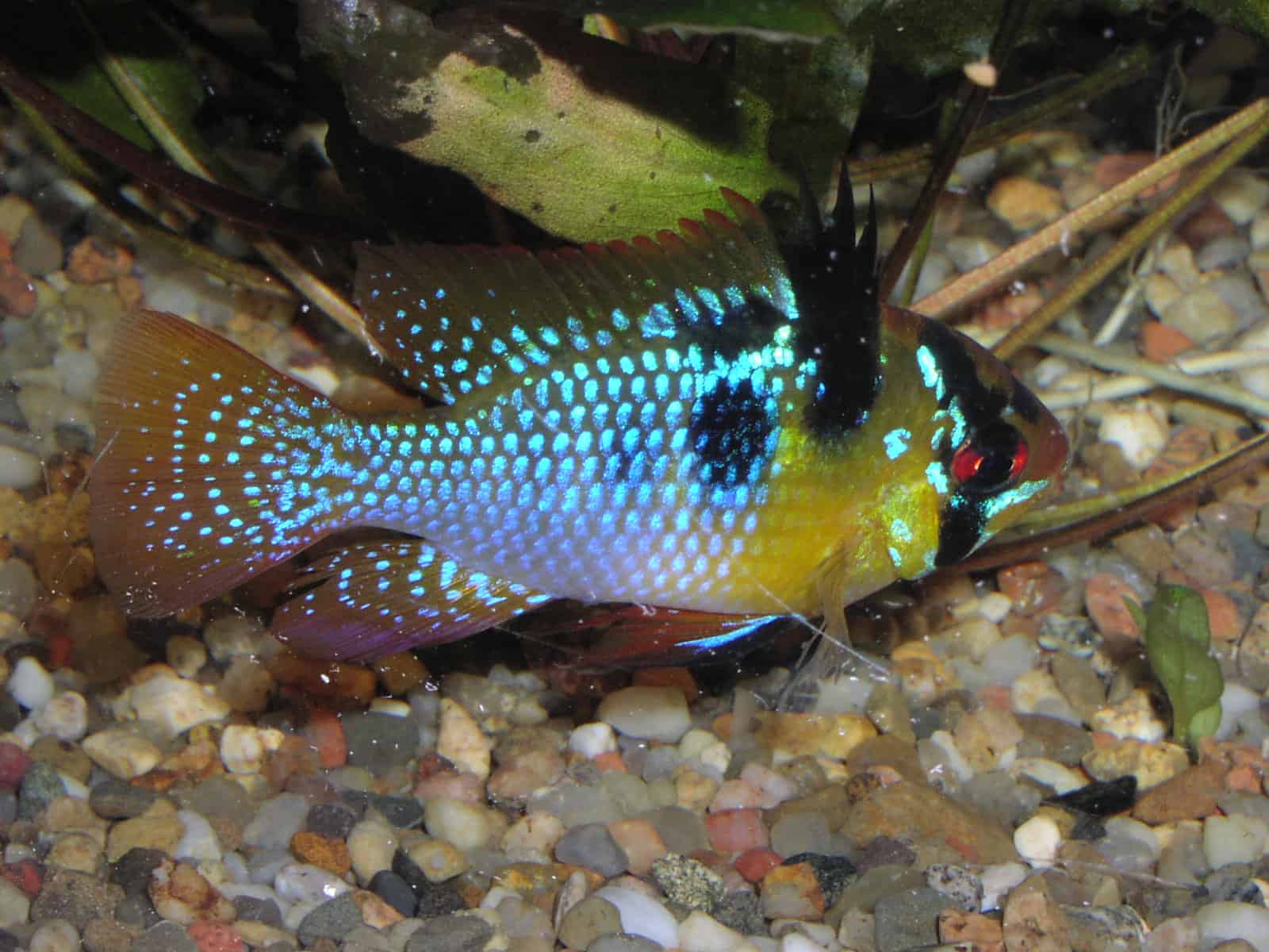 Zierfische - my-fish - Aus Freude an der Aquaristik