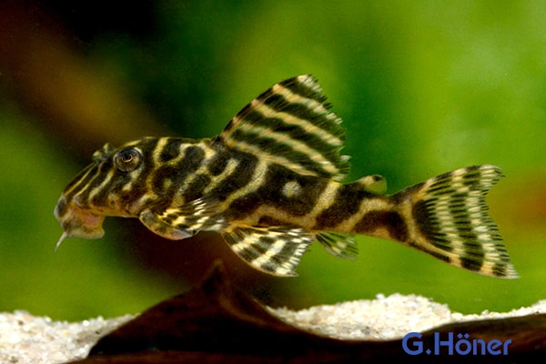 Zierfische - my-fish - Aus Freude an der Aquaristik