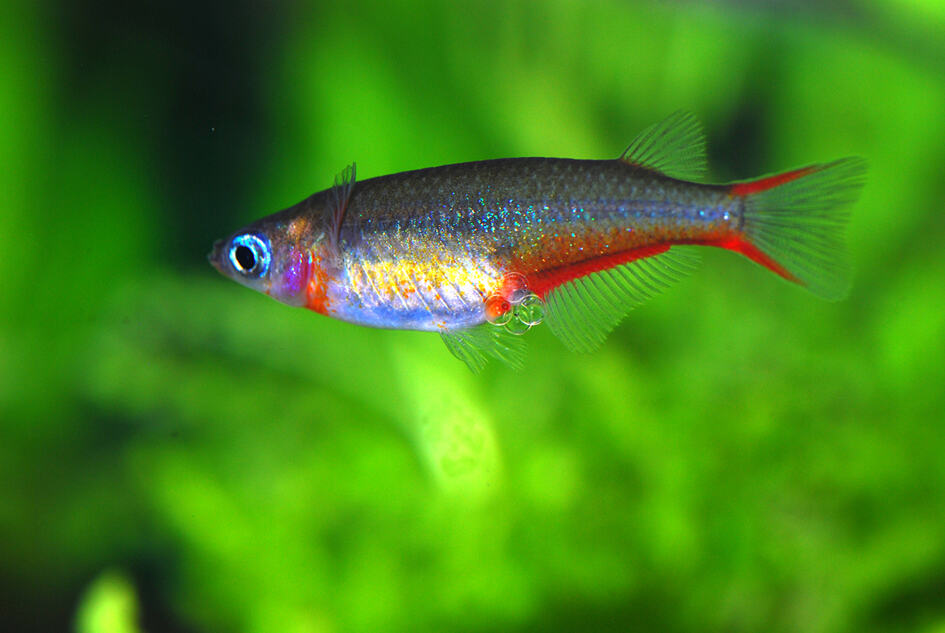 Zierfische - my-fish - Aus Freude an der Aquaristik