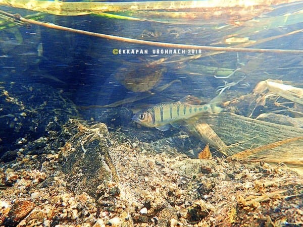 Zierfische in der freien Natur Vol. 8 - my-fish - Aus Freude an der ...