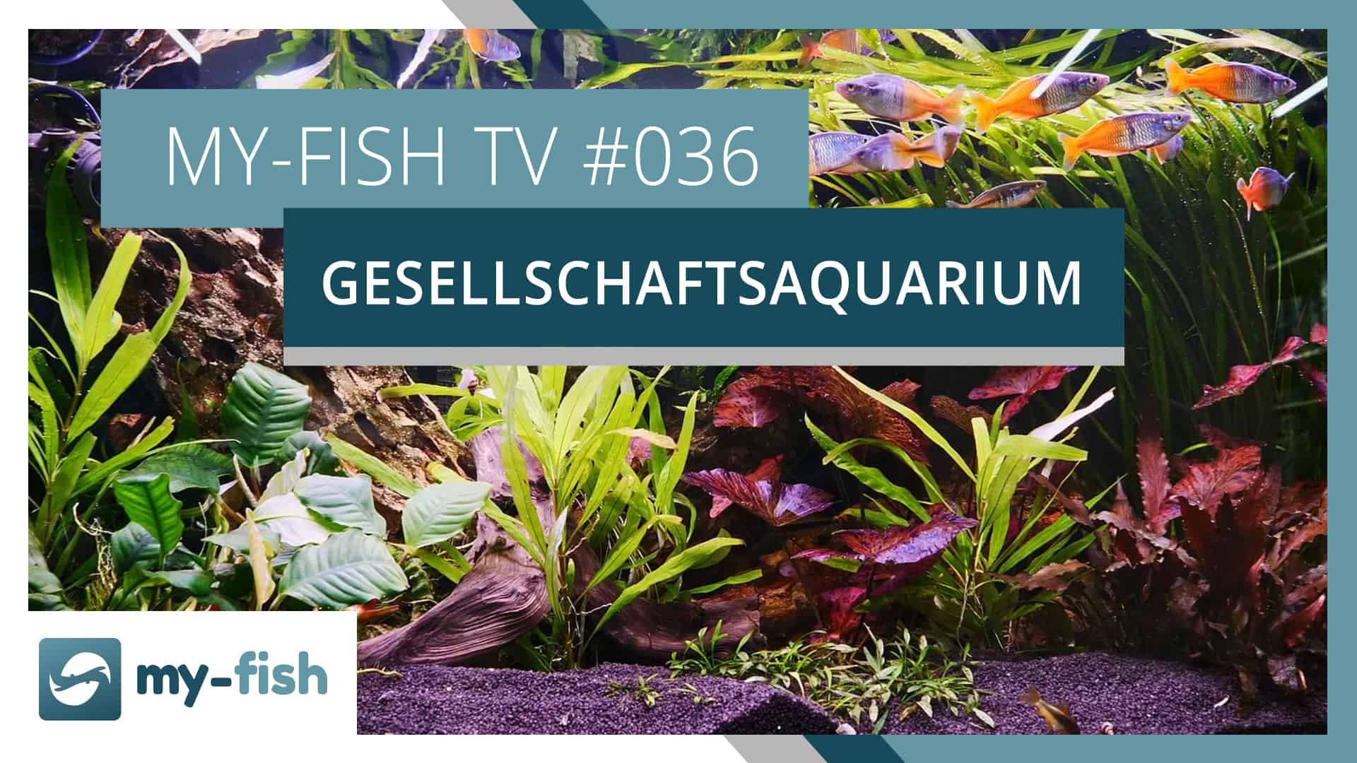 my-fish TV: Das Gesellschaftsaquarium - my-fish - Aus Freude an der ...