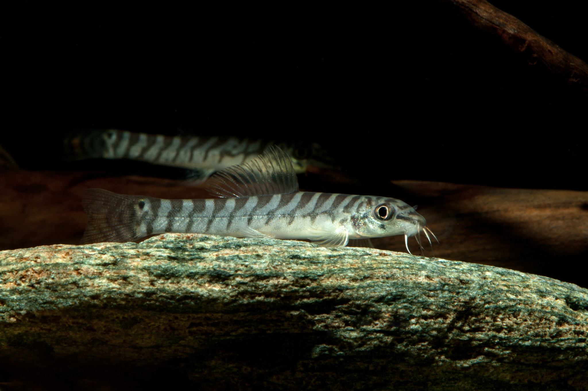 Raritäten & Neuimporte im Fokus 319 - my-fish - Aus Freude an der ...