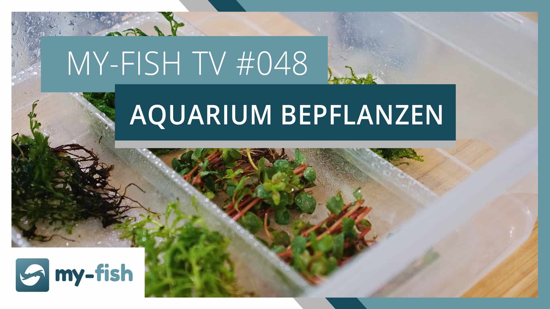 my-fish TV: Ein Aquarium richtig bepflanzen - my-fish - Aus Freude an ...