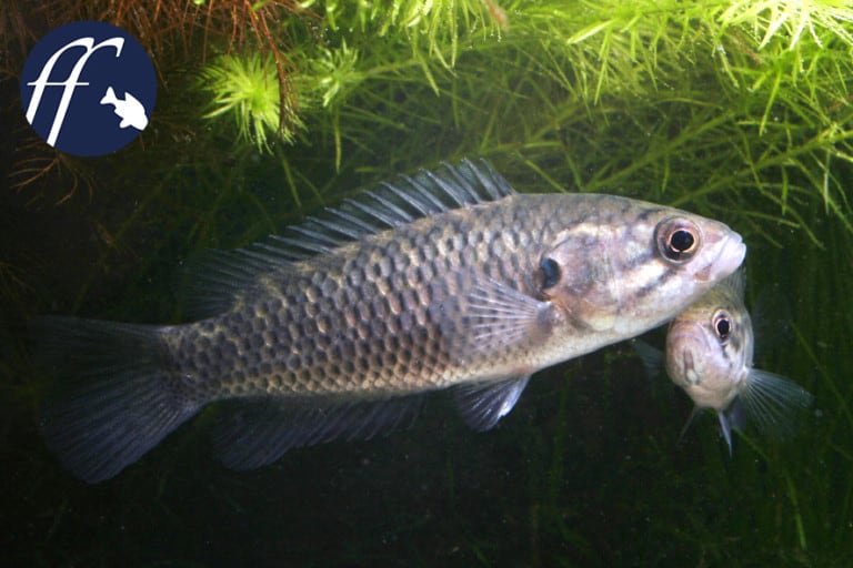 Franky Friday: Sandelia capensis - super selten - my-fish - Aus Freude ...