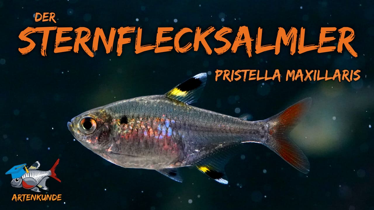 AQUaddicted! - Video Tipp: Der Sternflecksalmler im Portrait - my-fish ...