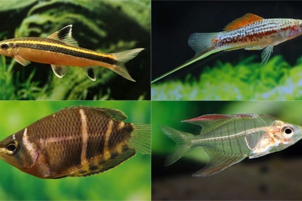 Zierfische - my-fish - Aus Freude an der Aquaristik