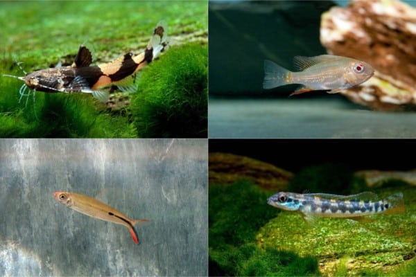 Zierfische - my-fish - Aus Freude an der Aquaristik