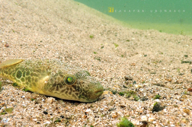 Zierfische in der freien Natur Vol. 16 - my-fish - Aus Freude an der ...