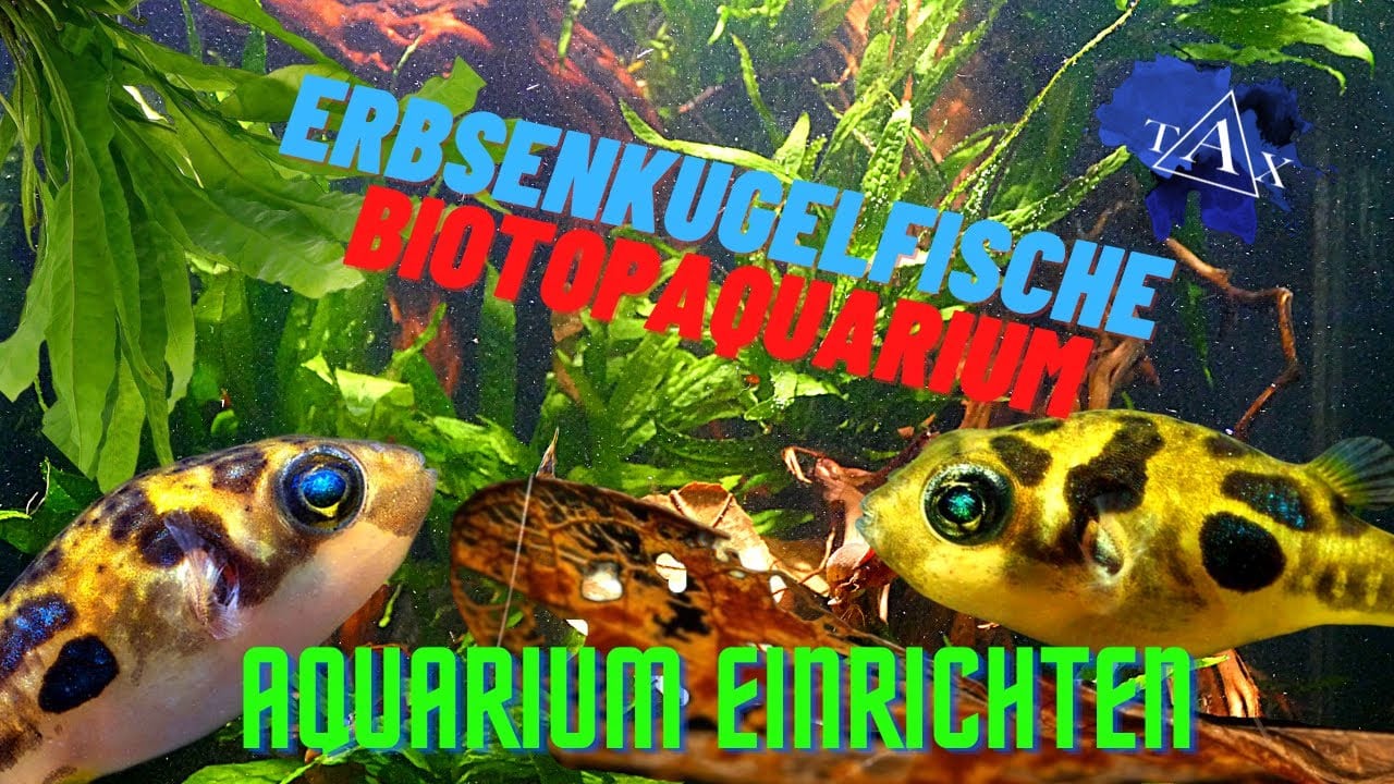 Tobis Aquaristikexzesse Video Tipp: Ein NEUES Aquarium für meine ...