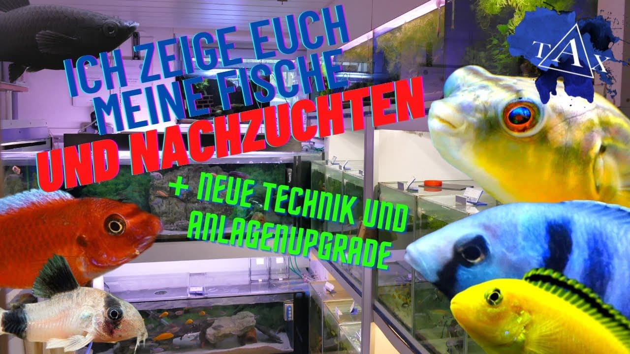 Tobis Aquaristikexzesse Video Tipp: Ich zeige euch meine FISCHE und ...