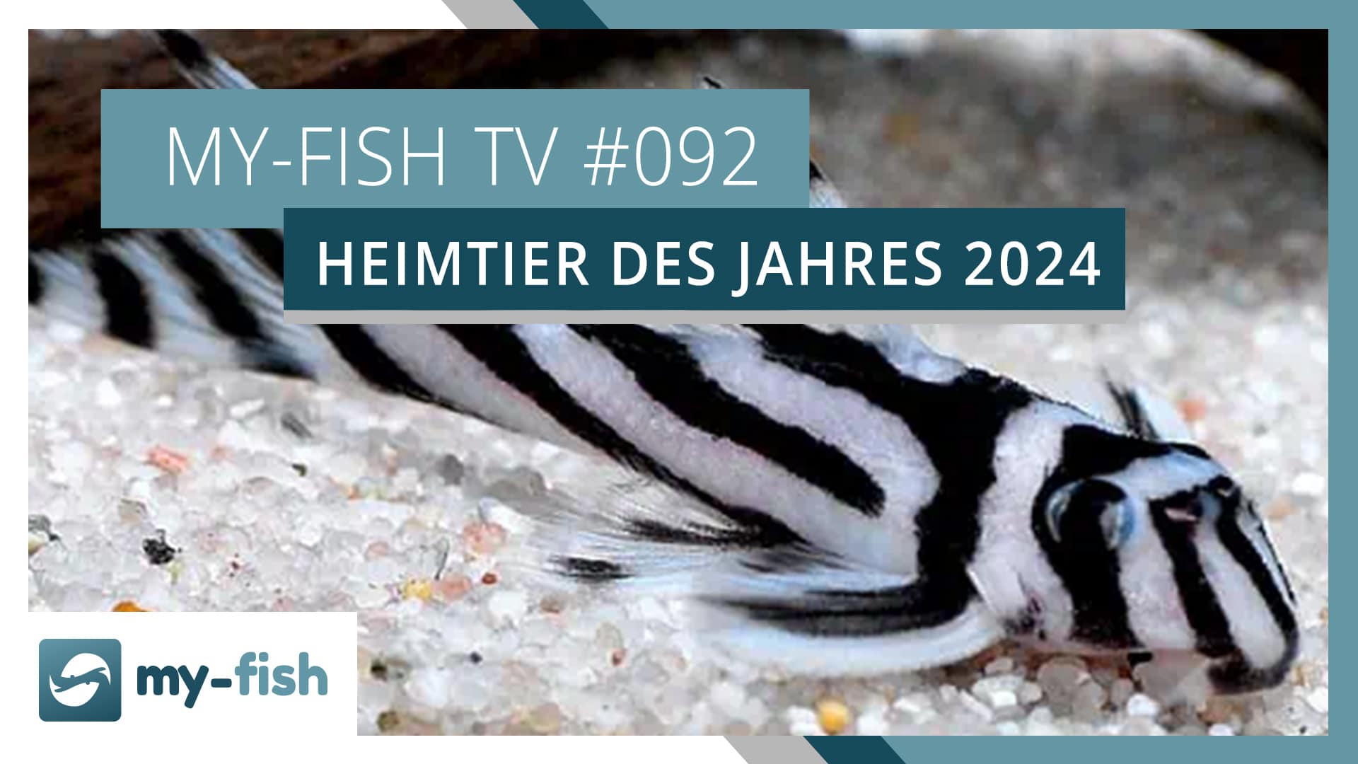 my-fish TV #092: Heimtier des Jahres 2024 - L46 Zebraharnischwels - my ...