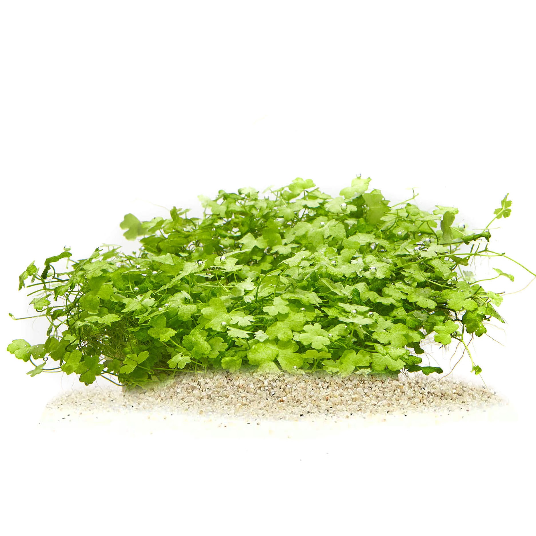 Hydrocotyle tripartita - my-fish - Aus Freude an der Aquaristik