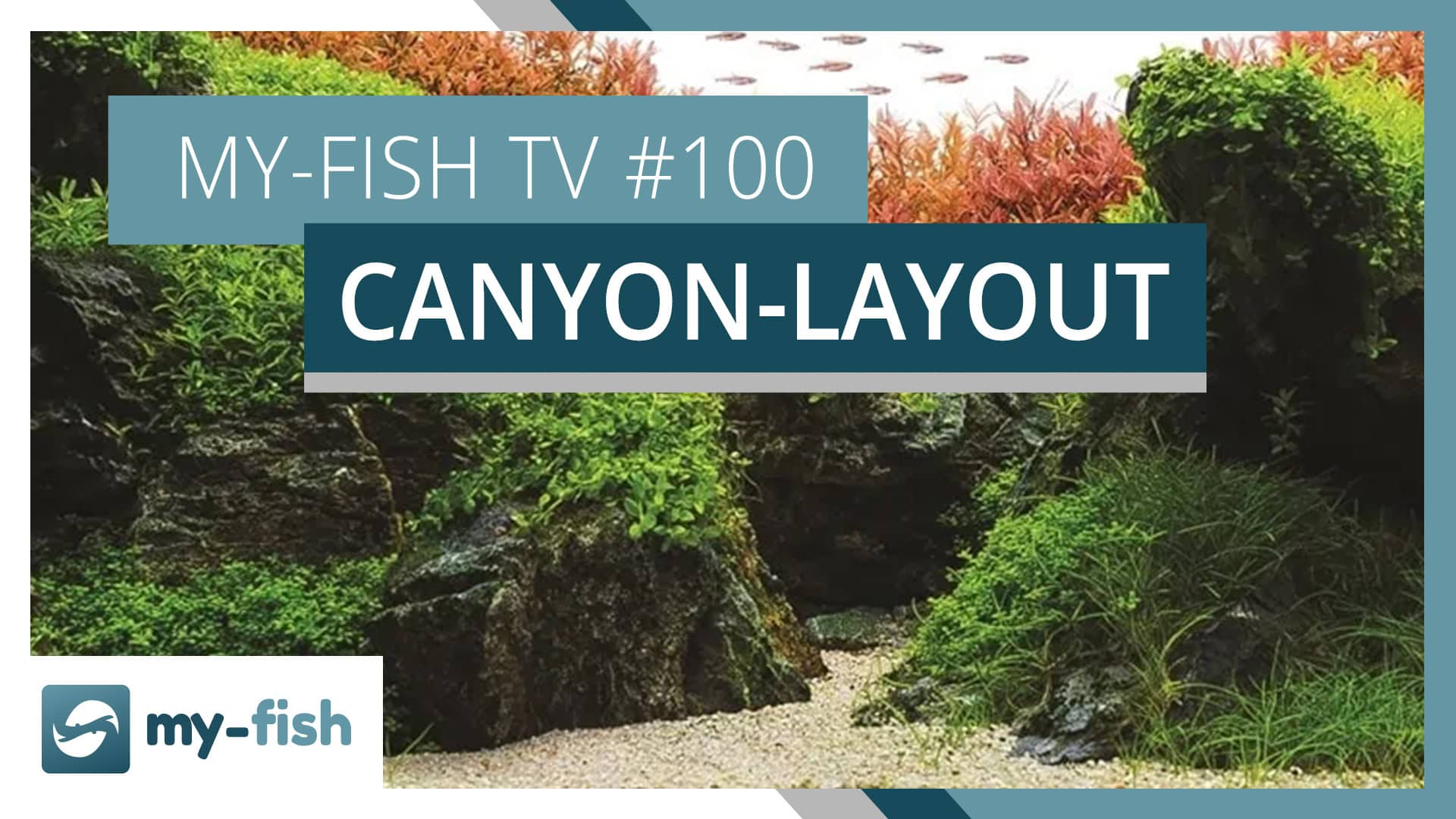 Typische Aquariumlayouts: Der Canyon | my-fish TV #100 - my-fish - Aus ...
