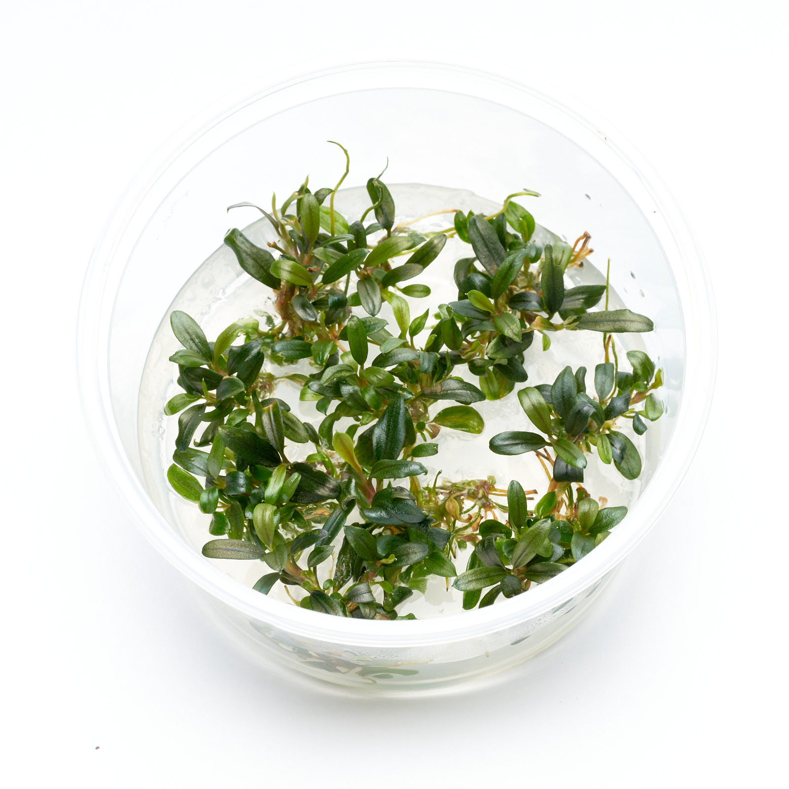 Bucephalandra sp. "Mini Needle Leaf" - Mini Bucephalandra - my-fish ...